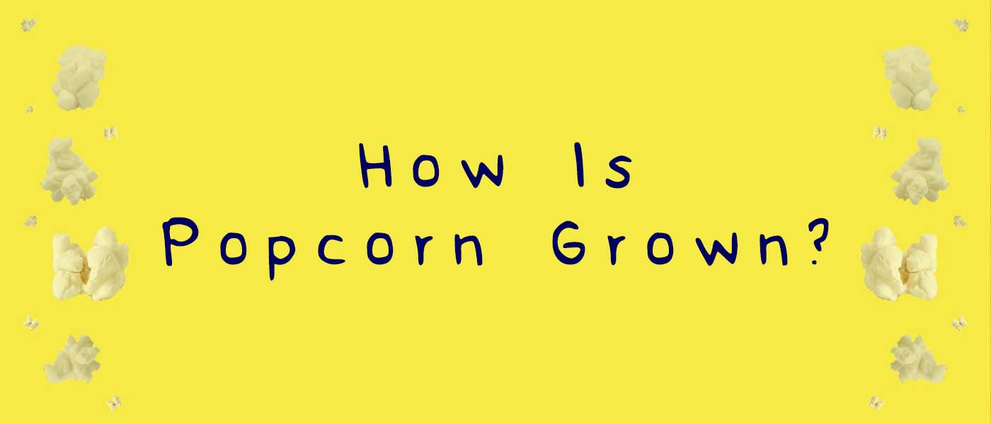 How is Popcorn Grown? | Popcorn Shed